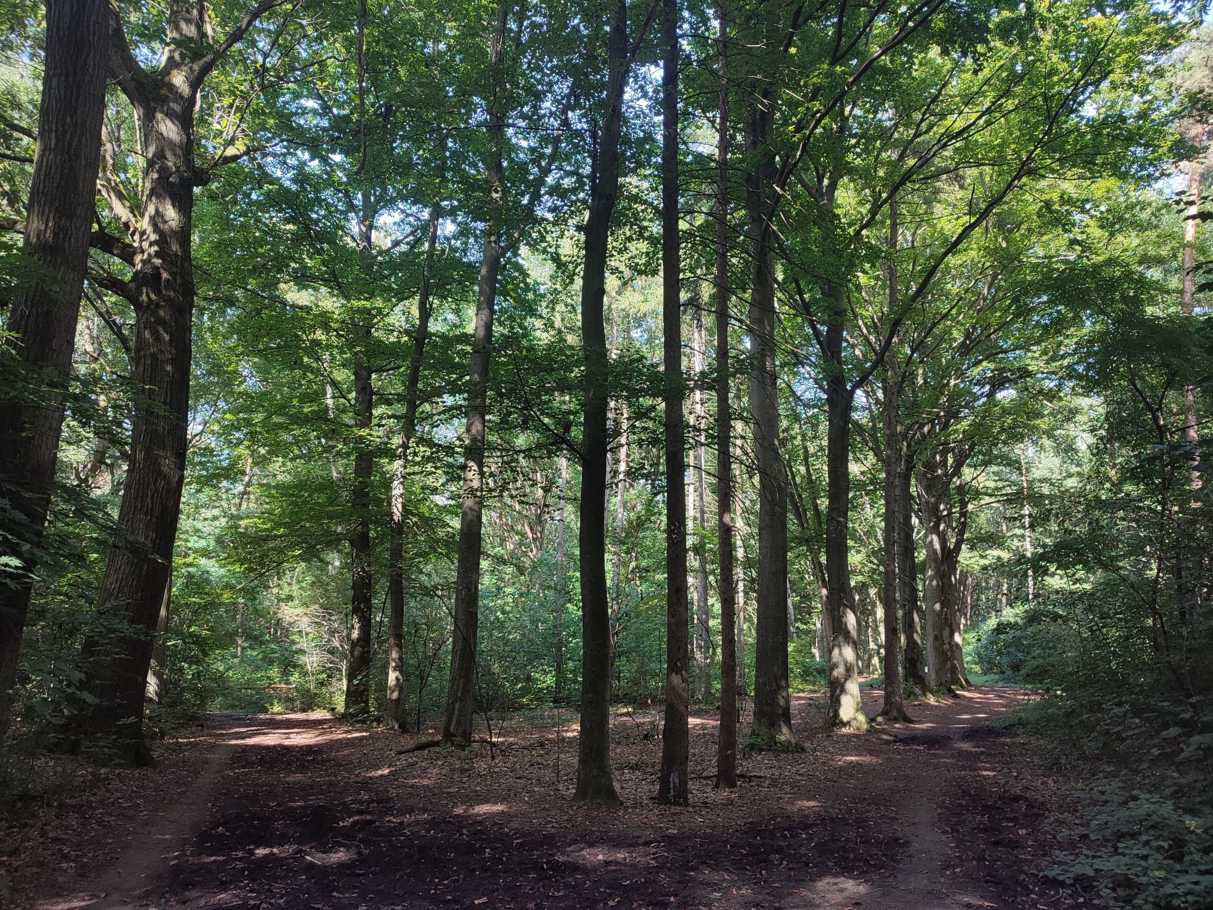 Grobbendonk: Wandeling doorheen het Molenbos (5 km, 4 km of 3,5 km ...